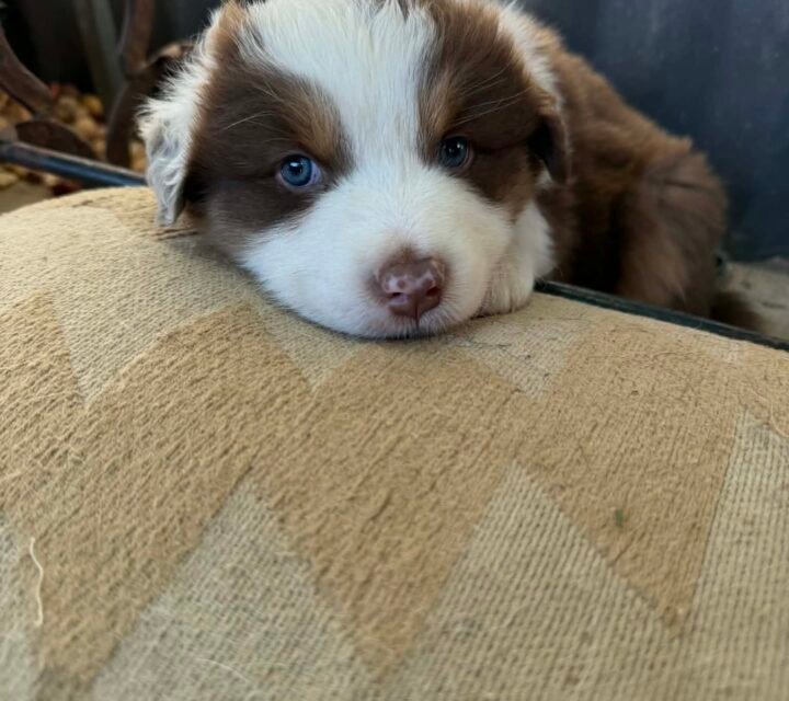 Australian Shepherd Puppy – Pets Australia